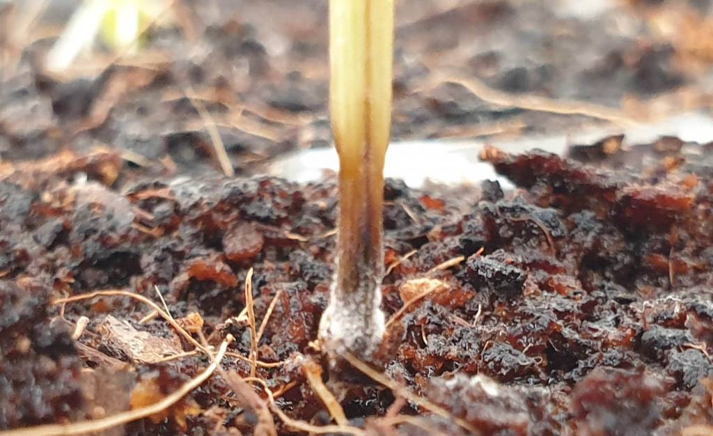 What Is Damping Off Disease How To Protect Seedlings Pakistan What Is Damping Off Disease How To Protect Seedlings Pakistan