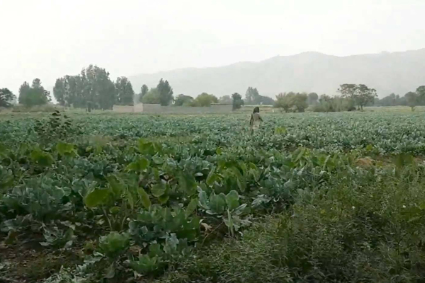 Huge Cabbage and Corn Field at Haripur Hazara - Pakistan Hydroponics ...