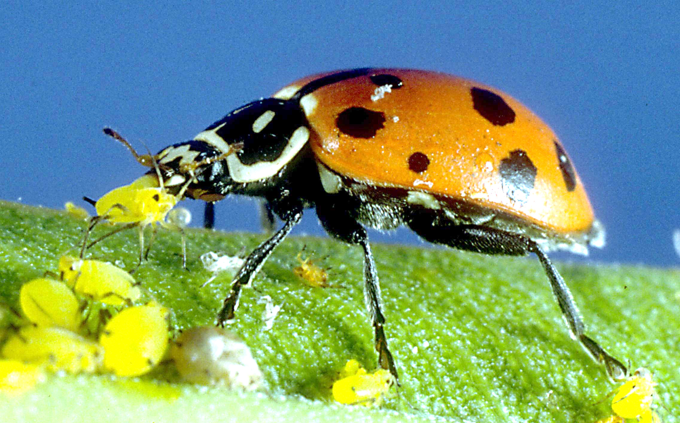 Ladybugs Lady Birds Fight Against Aphids Ladybugs Kill And Eat Aphids Ladybugs Lady Birds Fight Against Aphids Ladybugs Kill And Eat Aphids
