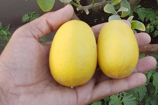 LEMON/CITRUS PLANT CARE AND HARVEST - Pakistan Hydroponics ...