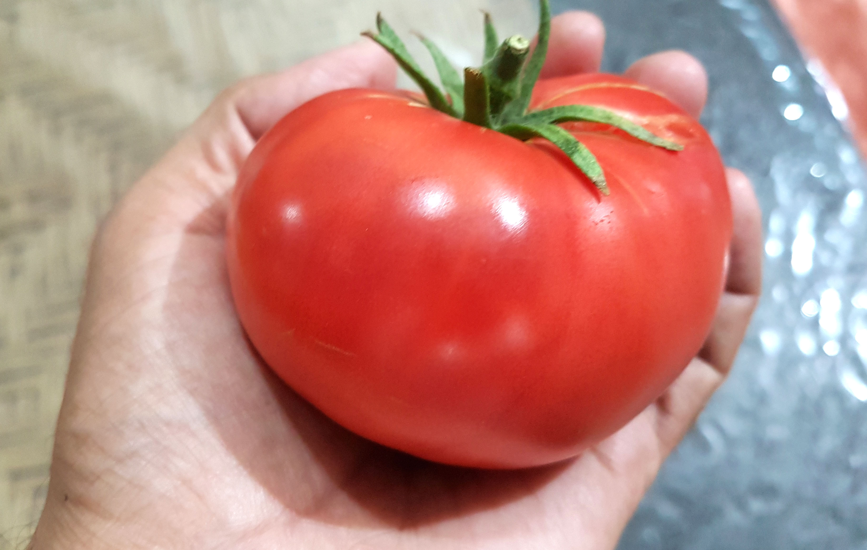 Harvesting Radish and Tomato - 2018 Update - Pakistan Hydroponics ...