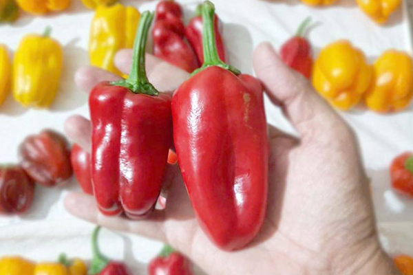 Red Marconi, Etiuda, Canary, Yellow Monster, Red Skin, Hungarian Hot ...