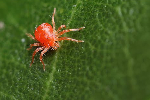 Symptoms of Spider Mites Attack - Prevention & Control Of All Harmful ...
