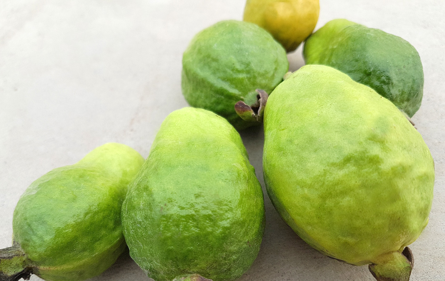 How to grow Guava plant in container/pot (URDU/HINDI) - Pakistan ...