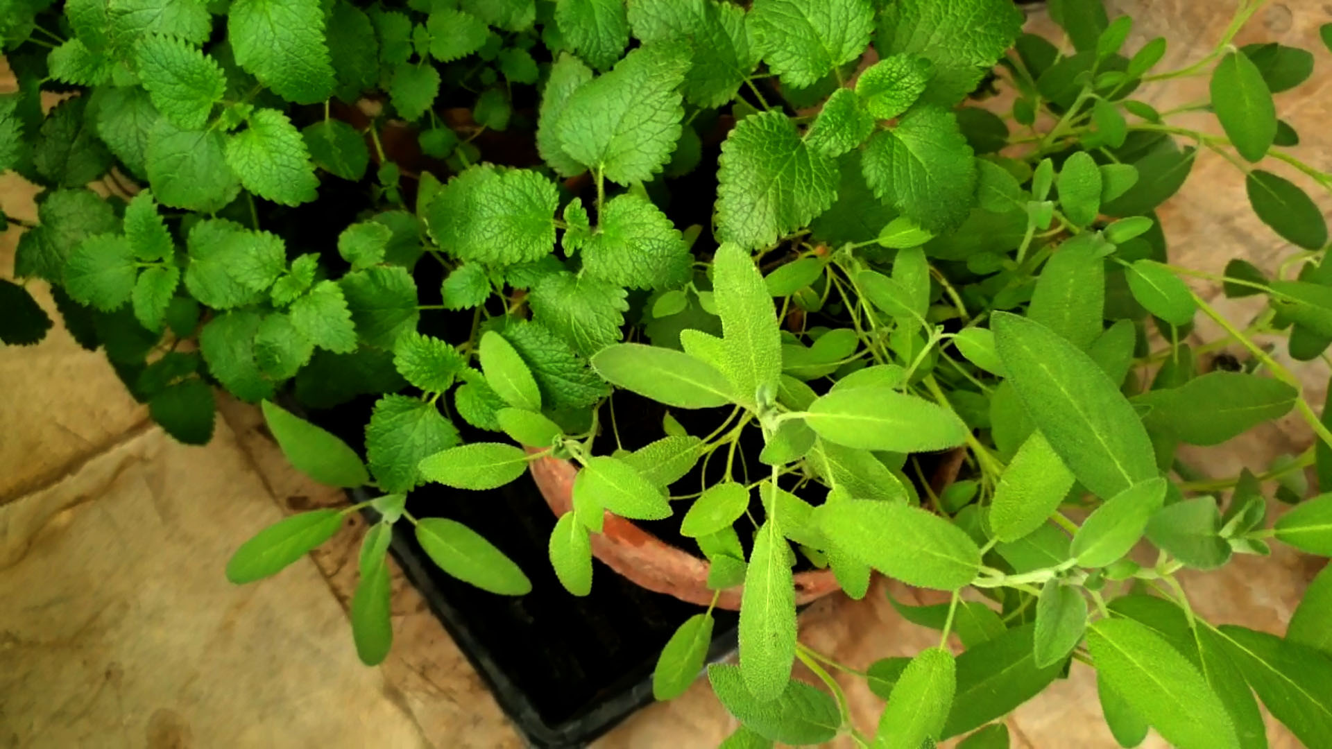 Spearmint, Peppermint, Lemon Mint, Lemon Balm and Sage Plants in ...