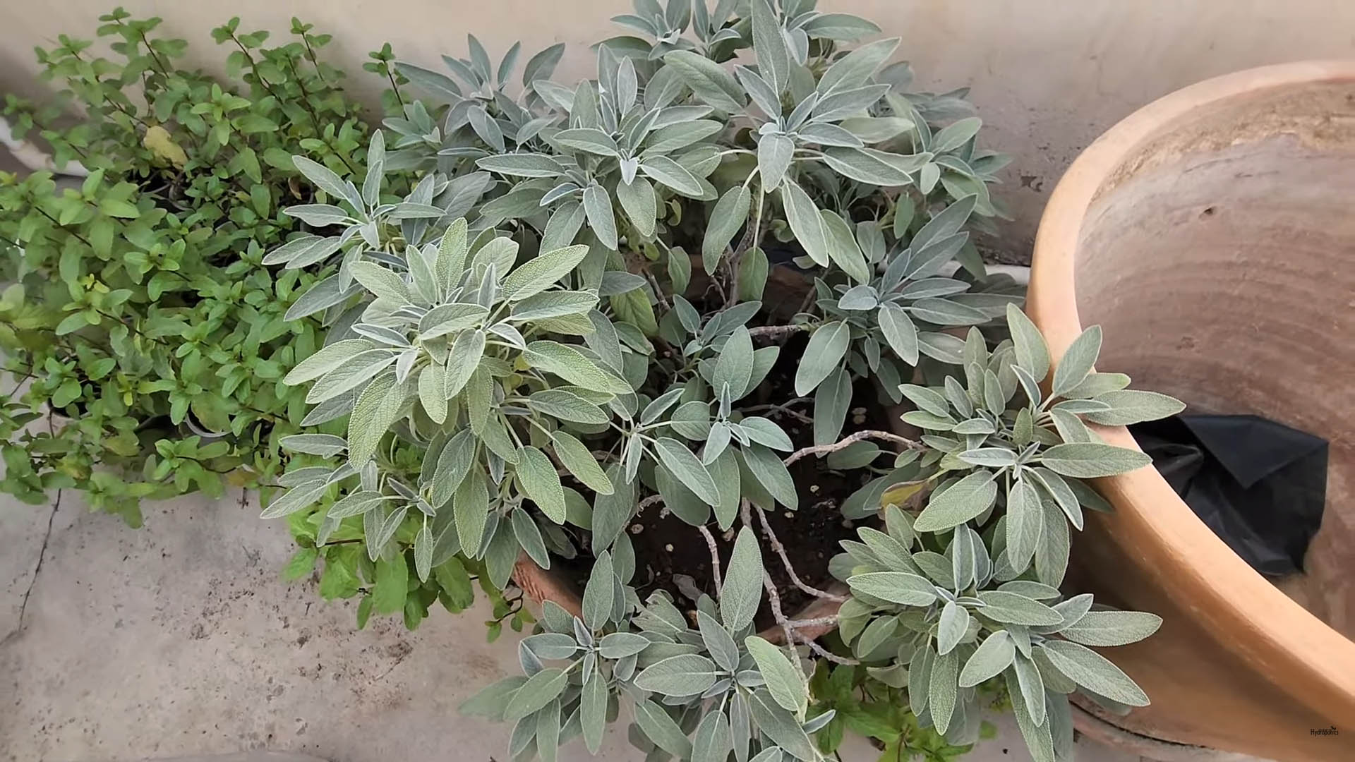 Benefits and Propagation of sage plants - A very beneficial medicinal ...