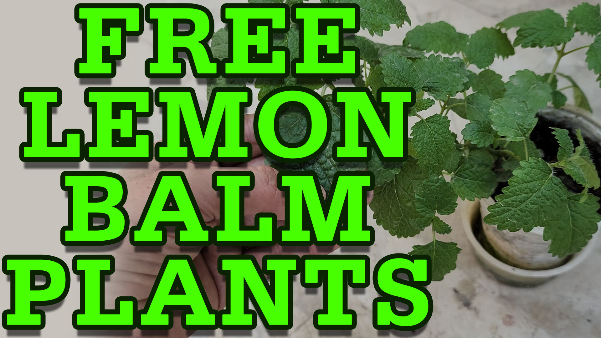 How to get 100% successful Clone/Propagation of Lemon Balm Plant from ...