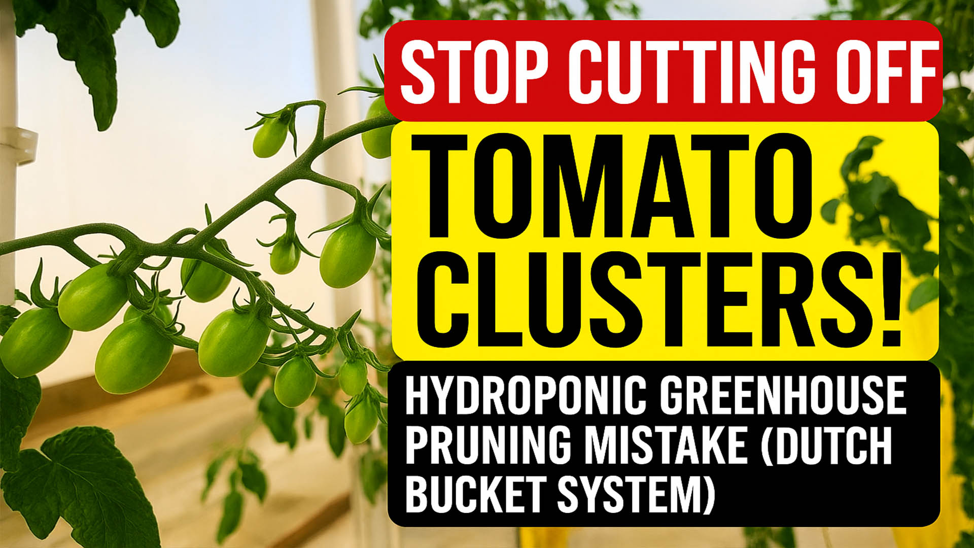Stop Cutting Off Tomato Clusters! Hydroponic Greenhouse Pruning Mistake ...